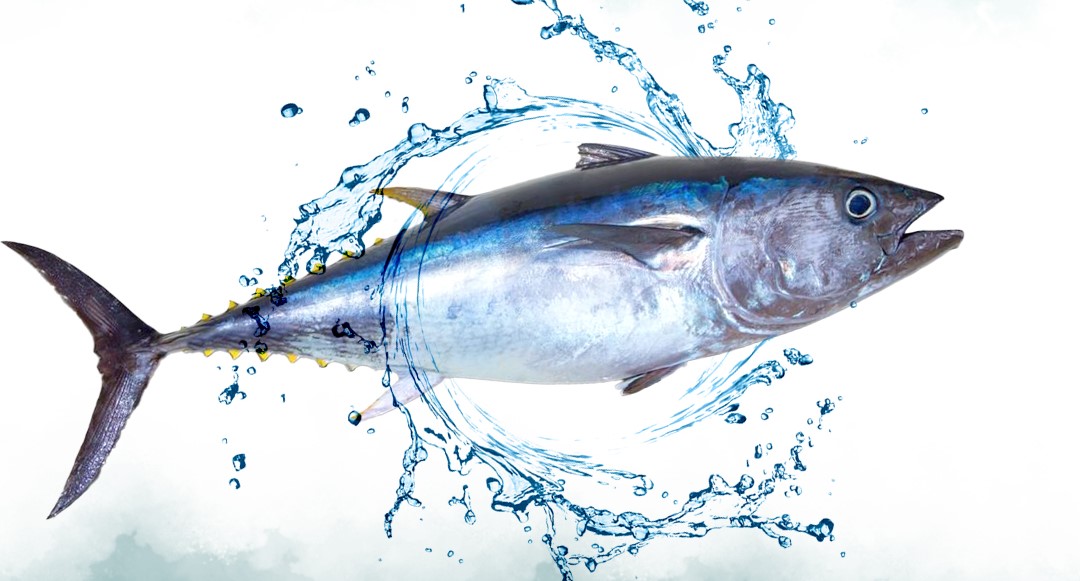 ORKİNOS MİLLİ GÖZLEMCİSİ (OMG) İSTİHDAMINA YÖNELİK DUYURU (2023) - SÜR-KOOP